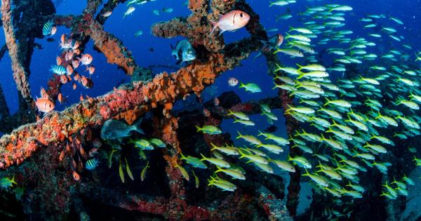 Avaaz - Save the Amazon Reef!